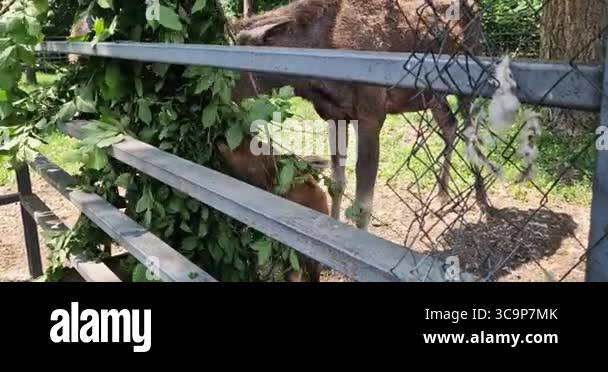 Beremitskoe village, Ukraine - June 08, 2025: A family of moose eats ...