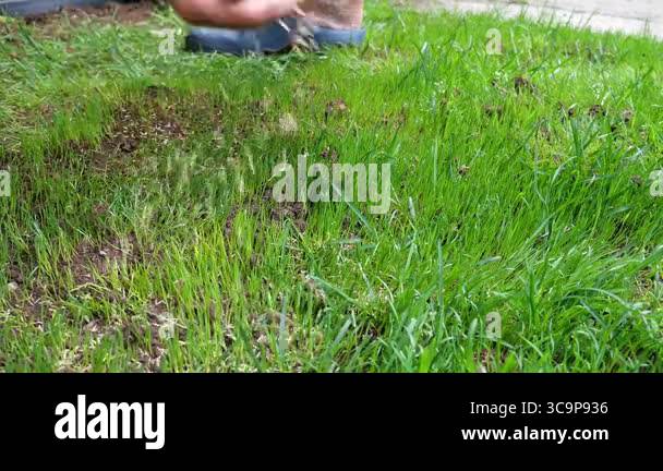 Over seeding grass seed, Sowing Seed By Hand Stock Video Footage - Alamy