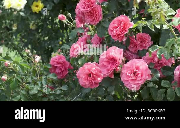 Vibrant pink roses burst into bloom, filling the garden with beauty and ...