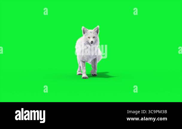 Arctic Fox Walks Front 3D Rendering Animations Animals Real FUR CGI 4K ...