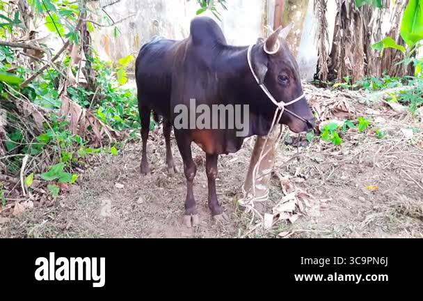 A black male cow tied to a tree in a rural Indonesian setting, prepared ...