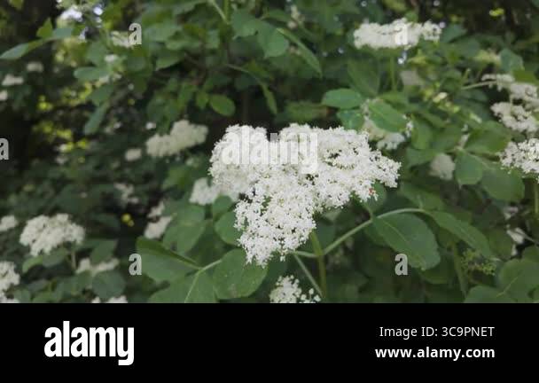 Elderflower (Sambucus nigra) blooming in nature Stock Video Footage - Alamy