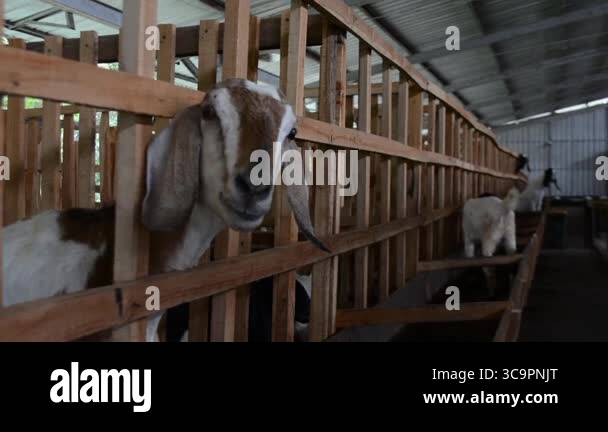 a large brown goats in a farm Stock Video Footage - Alamy