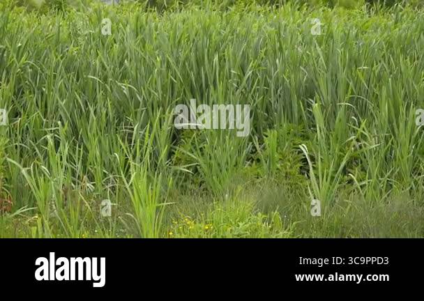 Green grass blades sway gently in a light breeze, creating a tranquil ...