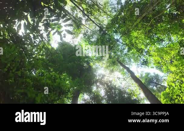 A breathtaking view of vibrant green leaves and big trees from below in ...