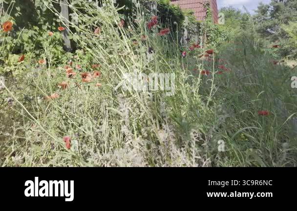 Red poppies slow motion video. Slow motion video of red poppy field ...