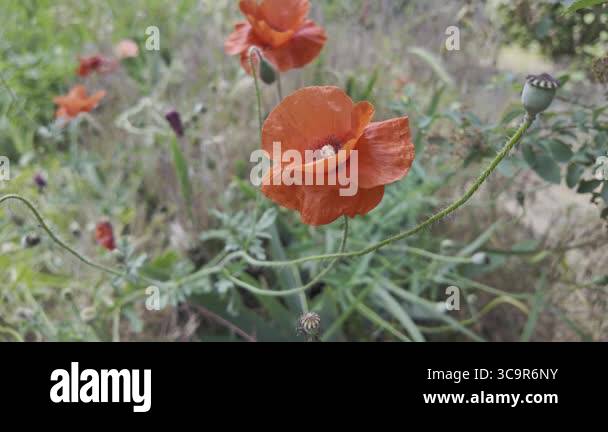 Red poppies slow motion video. Slow motion video of red poppy field ...