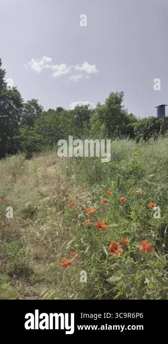 slow motion video hiking in nature. narrow path in the grass. walk in ...