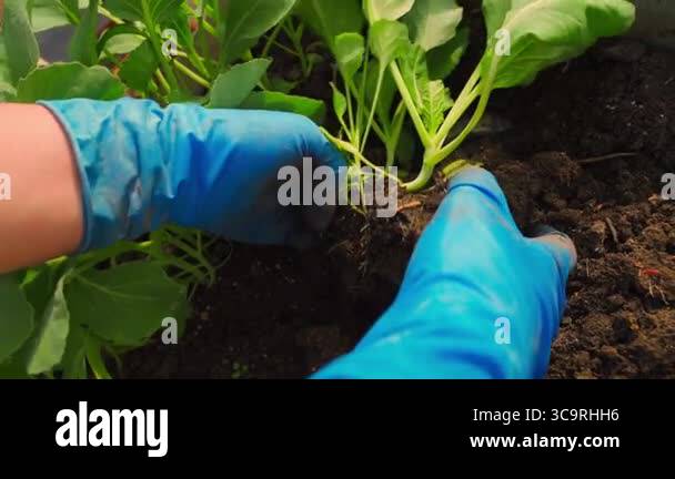 Womens hands in blue rubber gloves pick up cabbage seedlings, close-up ...