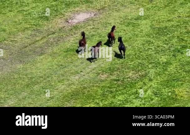 horses, pony, running in open field, wild horses. livestock, running ...