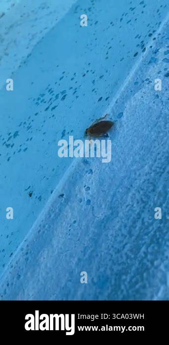 Close-up of an insect commonly known as the creeping water bug ...