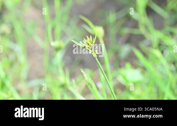 Cyperus polystachyos grass. Its common names Pycreus polystachyos ...