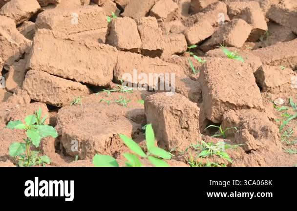 Raw clay bricks have soaked in water.Sun dried mud bricks, ruined by ...