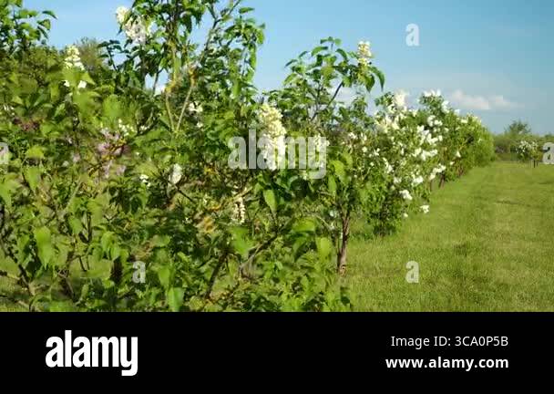 Rows of young white lilac trees begin to bloom under the spring sun in ...