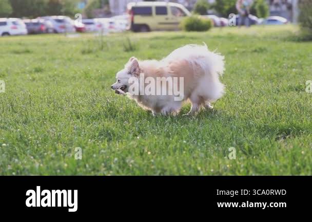Dog park running Stock Videos & Footage - HD and 4K Video Clips - Alamy