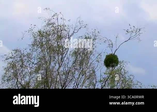 Parasite plant european mistletoe that looks like a nest on a tree in ...