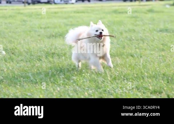 dog running at park, playing with dog Stock Video Footage - Alamy