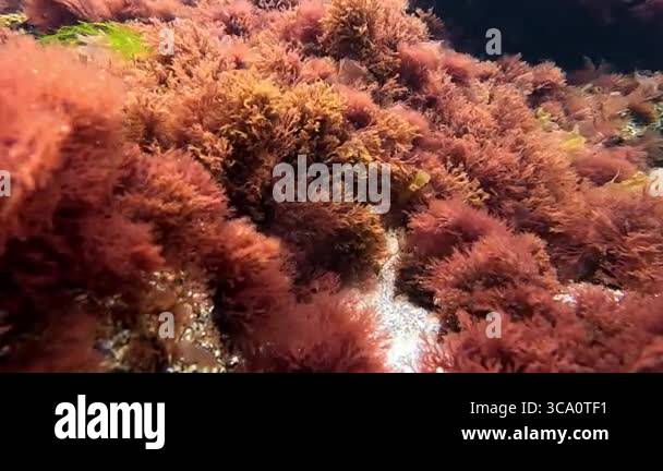 Red and green algae grow in clear water on rocks near the shore and ...