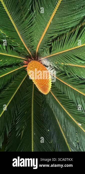 Strobilus of male cycad plant Cycas revoluta with yellow pollen in ...