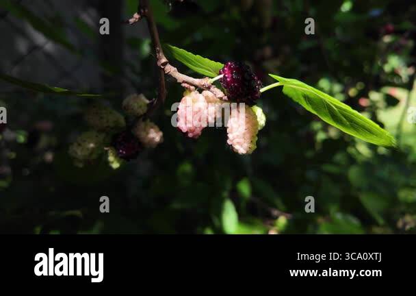 Many ripe mulberry fruits on tree branches. Black morus berries in ...
