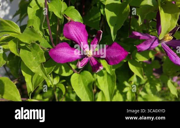 flowers clematis. Clematis terniflora. Blooming clematis, lilac color ...