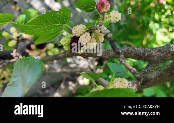 Many ripe mulberry fruits on tree branches. Black morus berries in ...