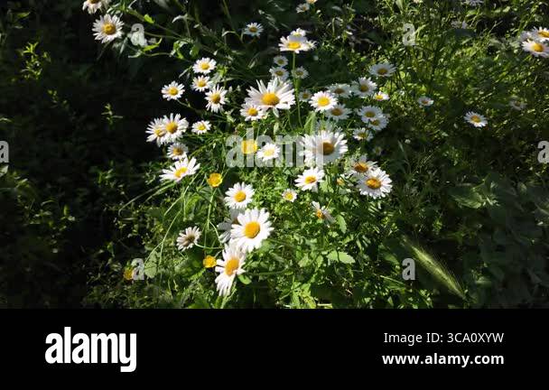 big white daisies. slow motion video 4k. 4K Time Lapse of blooming ...
