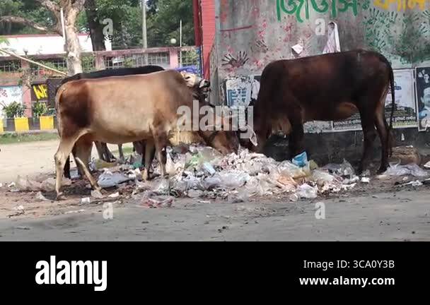 Cows graze on open garbage near a park in Bangladesh, highlighting ...