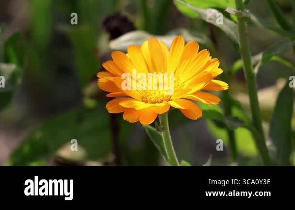 Close-up Pot Marigold (Calendula officinalis) flower in bloom, gently ...