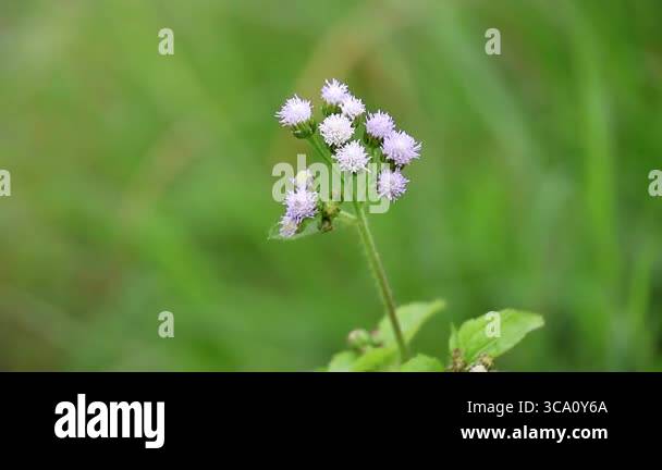 Billygoat weed (Ageratum conyzoides) flowers blooming. Also known as ...