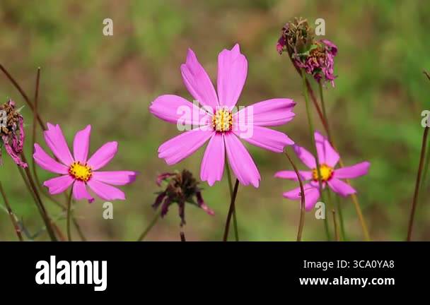 Beautiful pink Garden Cosmos (Cosmos bipinnatus) flowers bloom, shaking ...