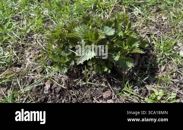 Common nettle bush outdoors Stock Videos & Footage - HD and 4K Video ...