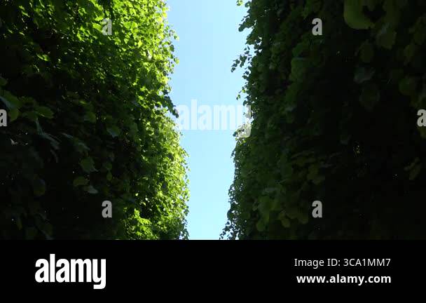 Denmark sculpture trees Stock Videos & Footage - HD and 4K Video Clips ...