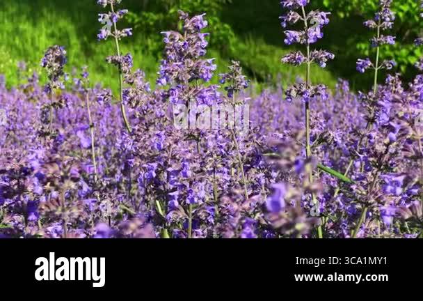 Panoramic view of blooming catmint spikes in the meadow against juicy ...