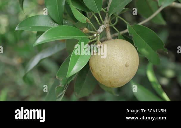 Natures bounty A closeup view of a mango and sapota tree in bloom Stock ...