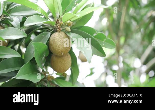 Natures bounty A closeup view of the mango and sapota trees vibrant ...