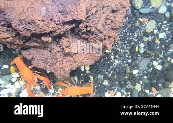 Underwater close-up of lobsters facing each other as fish swims ...
