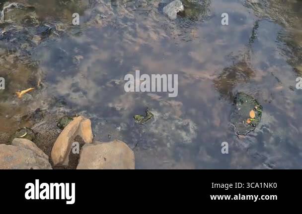 A shallow stream flows gently as small fish swim near the riverbank ...