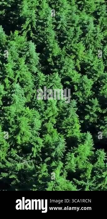 Lush Green Forest Filled With Thriving Trees in Bright Sunlight During ...