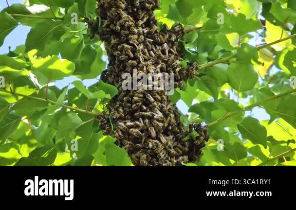 Dense cluster of honey bees swarms around a tree. Numerous family of ...