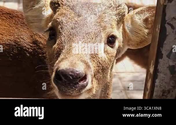 Close-up footage of a brown deer inside a cage, staring straight into ...