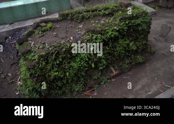 There is a tree on graveyard Stock Video Footage - Alamy