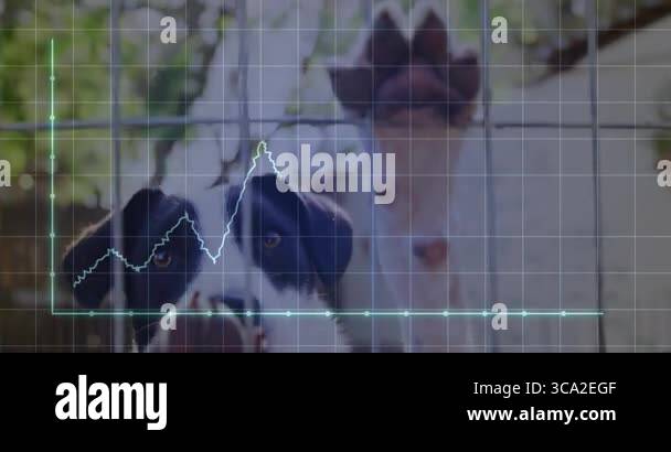 Line graphs being animated over kennel fence scene, with translucent ...
