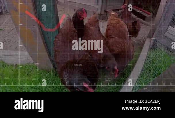 Brown hens clustering around wooden coop gateway, showing red trend ...