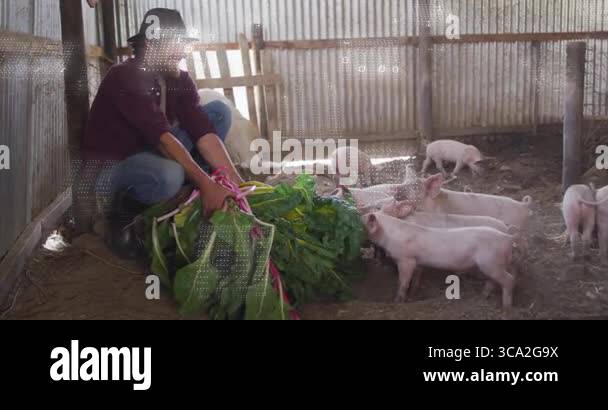 man crouching feeding piglets in metal barn, displaying floating binary code grid for ...