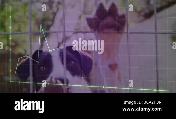 Goat standing behind metal fence, displaying grid and live data chart ...