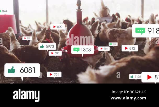 Flock of brown hens gathering around red waterer, showing floating ...