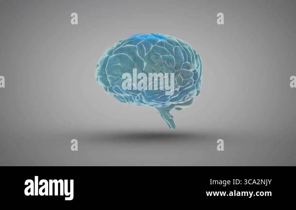 Blue semi transparent brain model Stock Videos & Footage - HD and 4K ...