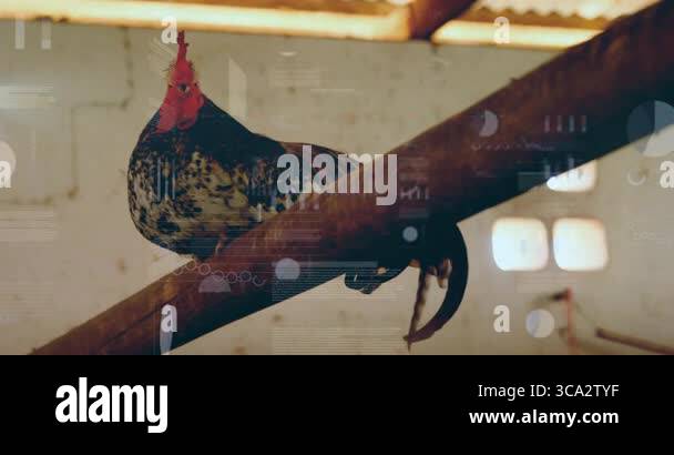 Speckled rooster being animated perched on wooden beam inside rustic ...