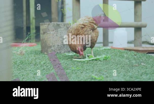 Animated illustration showing brown hen standing on green turf pecking ...